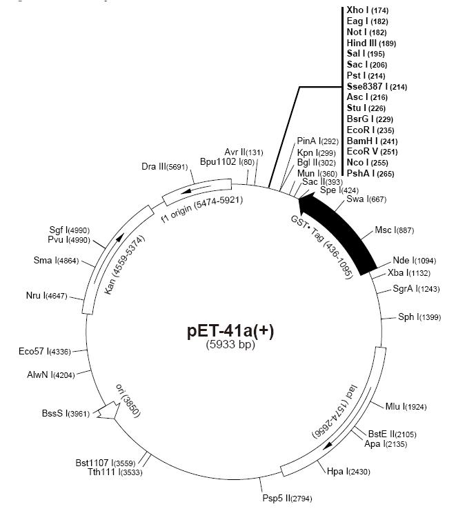 Cloning vector의 구성요소 : pET-41a(+) vector를 예로 : 네이버 블로그