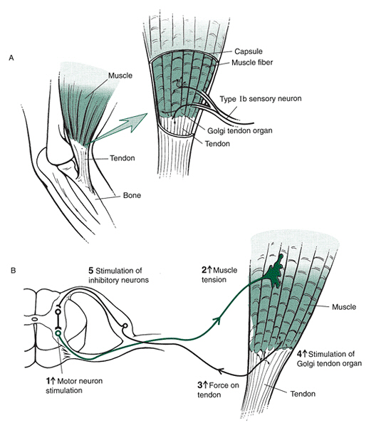 muscle spindle/ GTO / Tactile-Joint sensory receptor : 네이버 블로그