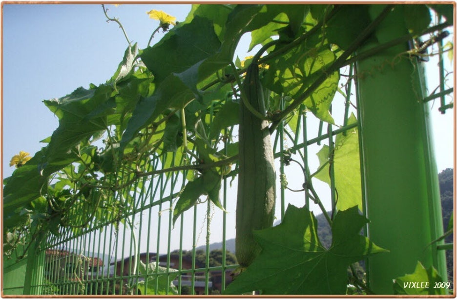 야생화풀나무삼성산20098 베롱나무누리장나무파리풀맑은대쑥바위취등골나물수세미외노루참나물 네이버 블로그