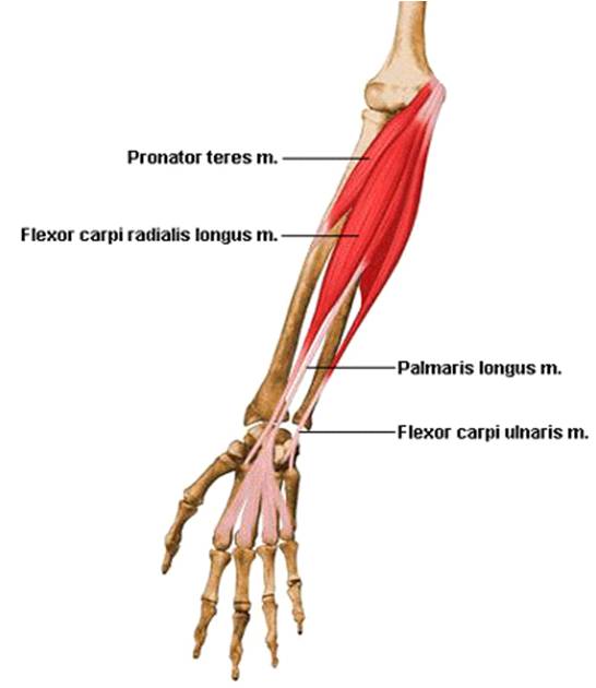 요측 수근굴근(Flexor Carpi Radialis)의 기능해부학 : 네이버 블로그
