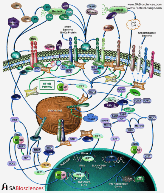 TLR Signaling : 네이버 블로그