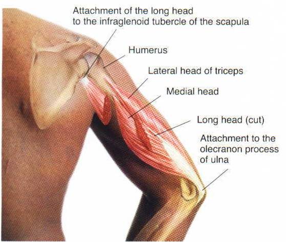 상완삼두근triceps Brachii의 근막통증후군 네이버 블로그