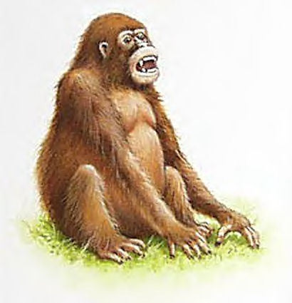 시바피테쿠스(Sivapithecus) : 네이버 블로그