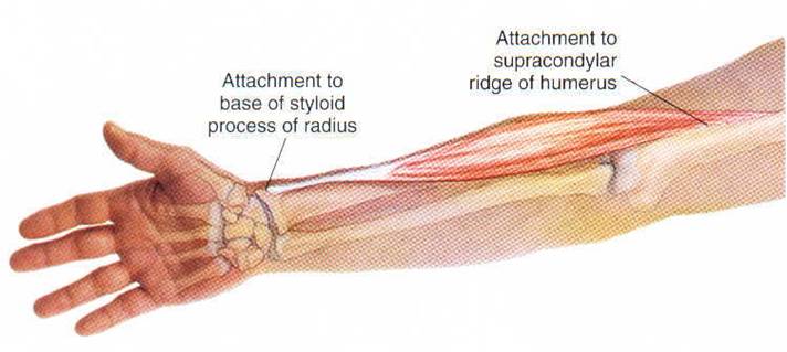 수근신근과 상완요골근hand Extensors Brachioradialis의 근막통증후군 네이버 블로그