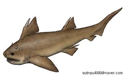 히보두스(Hybodus)-가장 성공한 상어- : 네이버 블로그