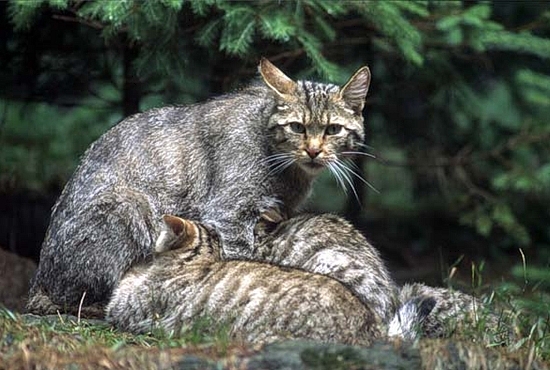 리비아살쾡이 [Libyan wild cat] : 네이버 블로그