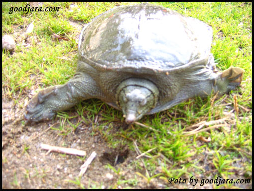 용봉탕 만드는법(자라탕,자라요리) : 네이버 블로그