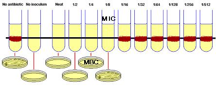 Antibacterial Test (항균실험 - MIC & MBC) : 네이버 블로그