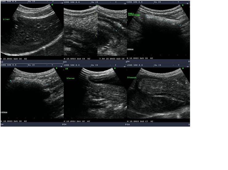 internal abominal hernia 장문합술 - 중산종합동물병원 중산동물병원 : 네이버 블로그