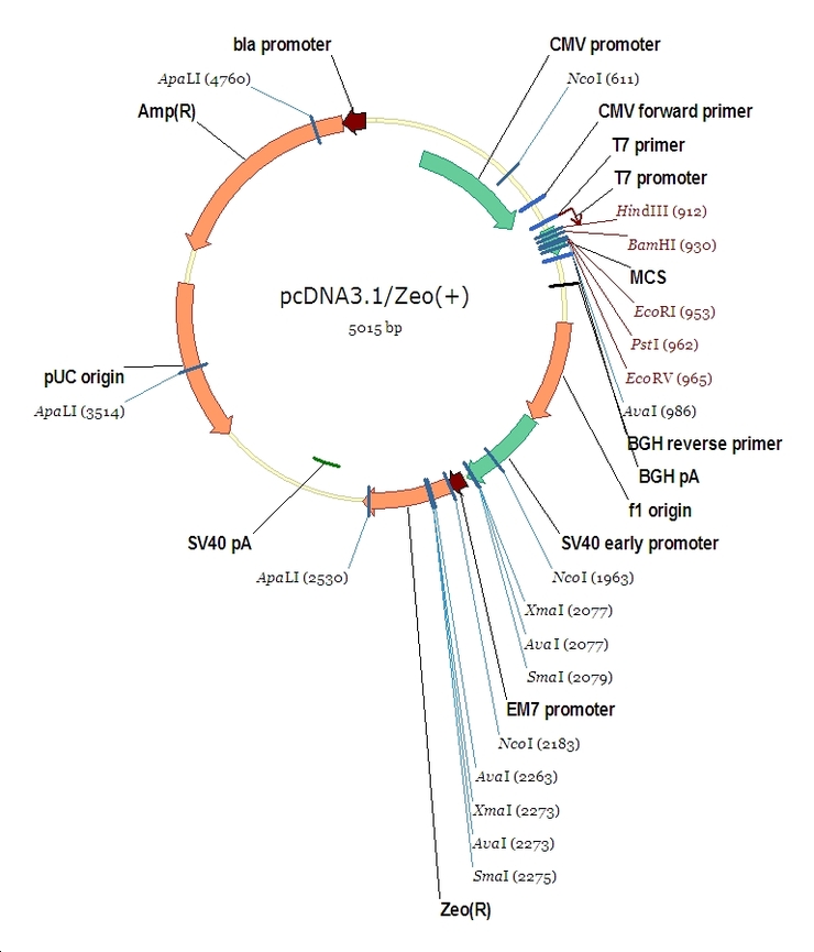 pcDNA 3.1(zeo)를 destination vector로 만들기 : 네이버 블로그