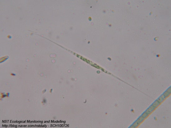 Schroederia nitzschioides (G.S.West) Korschikov : 네이버 블로그