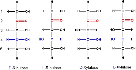 탄수화물 (Carbohydrates) : 네이버 블로그