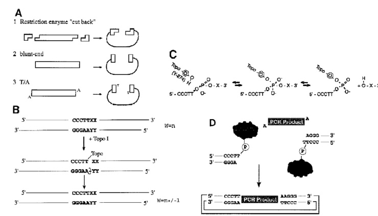 TOPO cloning : 네이버 블로그