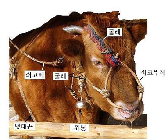 소 굴레 멍에 워낭 쇠코뚜레 쇠고삐 뜻 설디선 고유어 우리말 쟁기질 네이버 블로그
