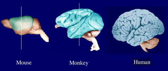 Mammalian Neocortex : 네이버 블로그