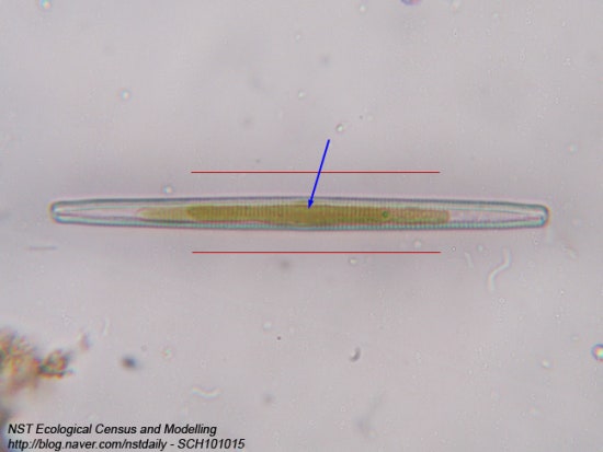 Synedra acus Kutzing (시네드라, 규조류) : 네이버 블로그