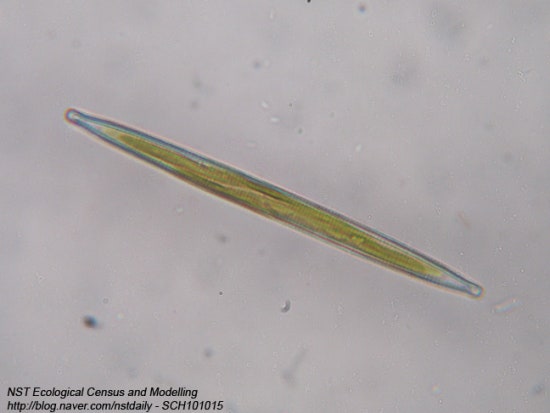 Synedra acus Kutzing (시네드라, 규조류) : 네이버 블로그