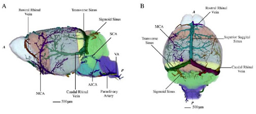 Blood vessel in mouse brain : 네이버 블로그