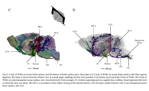 Blood vessel in mouse brain : 네이버 블로그