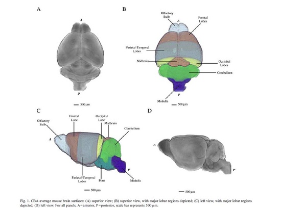 Blood vessel in mouse brain : 네이버 블로그