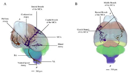 Blood vessel in mouse brain : 네이버 블로그