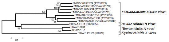 구제역 Aphtae epizooticae ( Foot-and-mouth disease ) 과 피코나 바이러스 ...