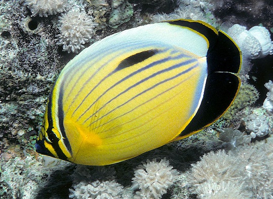 홍해 메론 나비고기(익퀴지트 나비고기), Exquisite butterflyfish - Chaetodon austriacus ...