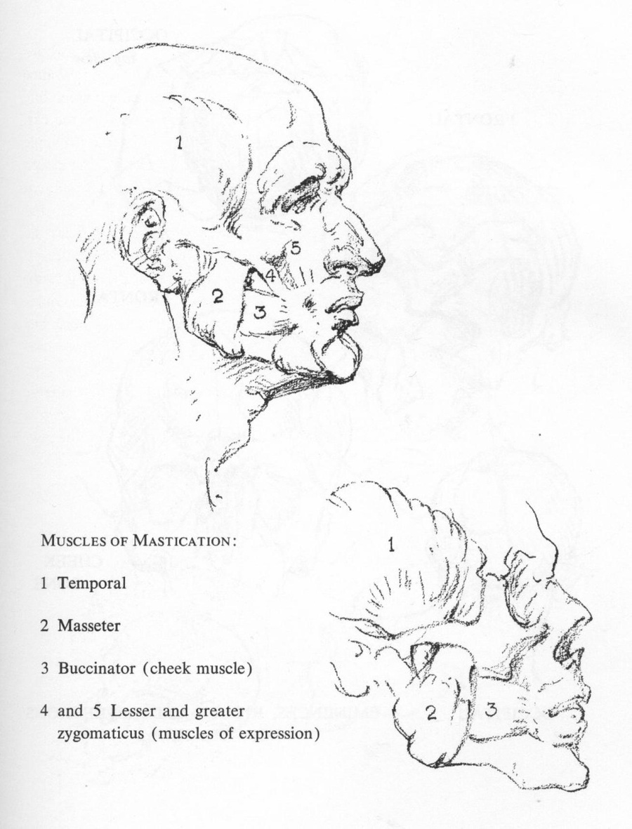 Bridgman's Complete Guide to Drawing from Life : 네이버 블로그