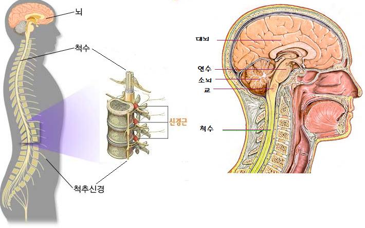 척수 Spinal Cord 네이버 블로그