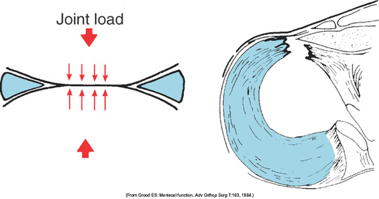 [Text] 반월상 연골판 : Meniscus by SungHun.Kim. : 네이버 블로그