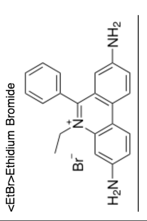 Ethidium bromide(EtBr) : 네이버 블로그
