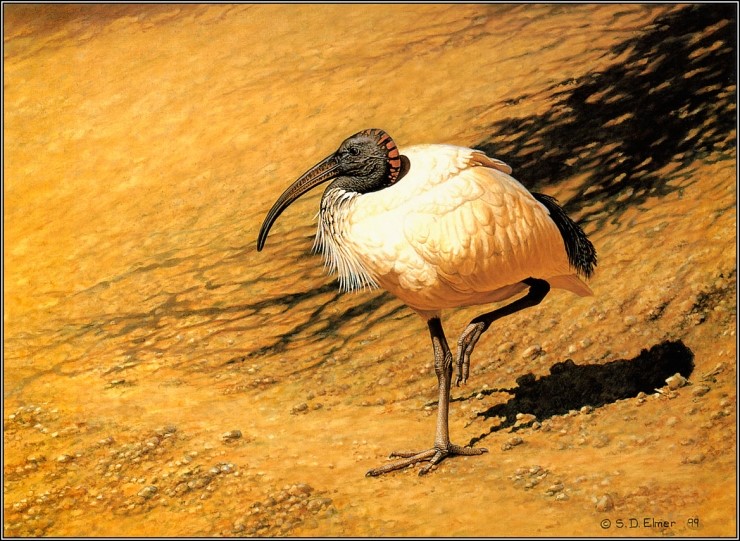 Feather and Brush -Three Centuries of Australian Bird Art : 네이버 블로그