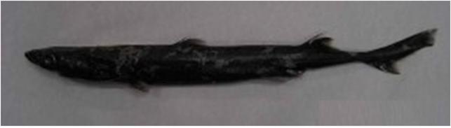 투명상어(Lantern shark)의 종류 : 네이버 블로그