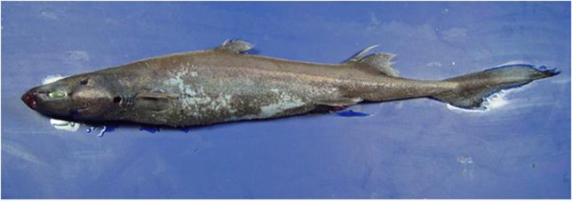 투명상어(Lantern shark)의 종류 : 네이버 블로그