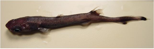 투명상어(Lantern shark)의 종류 : 네이버 블로그