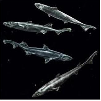 투명상어(Lantern shark)의 종류 : 네이버 블로그