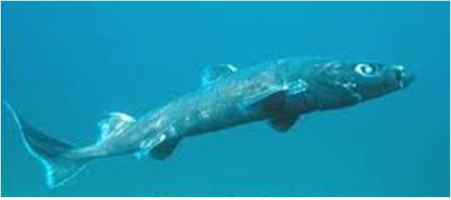 투명상어(Lantern shark)의 종류 : 네이버 블로그