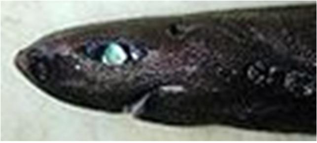 투명상어(Lantern shark)의 종류 : 네이버 블로그