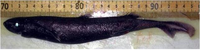 투명상어(Lantern shark)의 종류 : 네이버 블로그