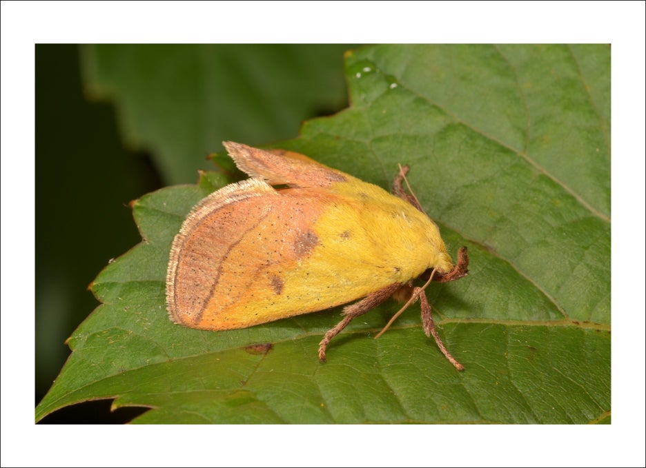 노랑쐐기나방(Monema flavescens) - 성충 : 네이버 블로그