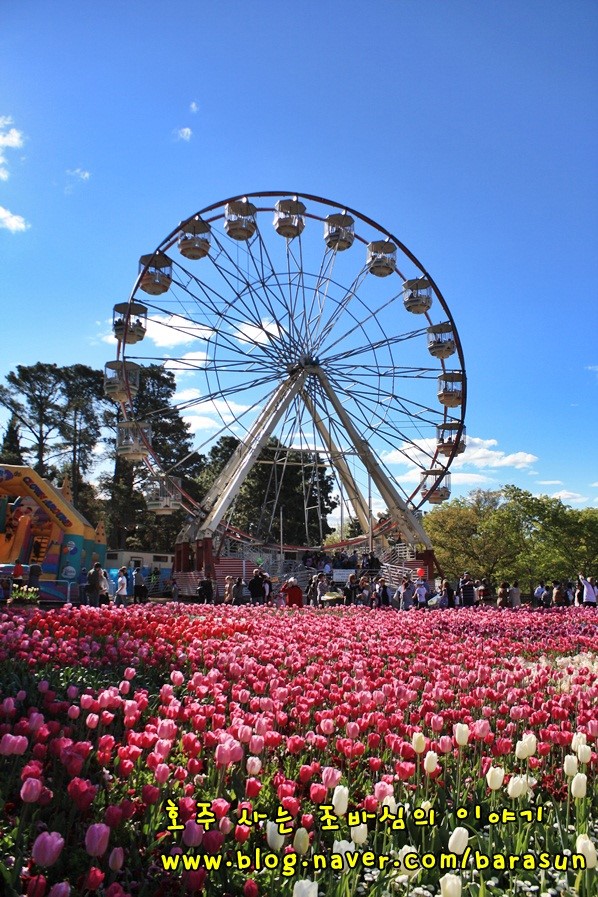호주여행캔버라여행canberra 캔버라 꽃축제 Floriade 네이버 블로그