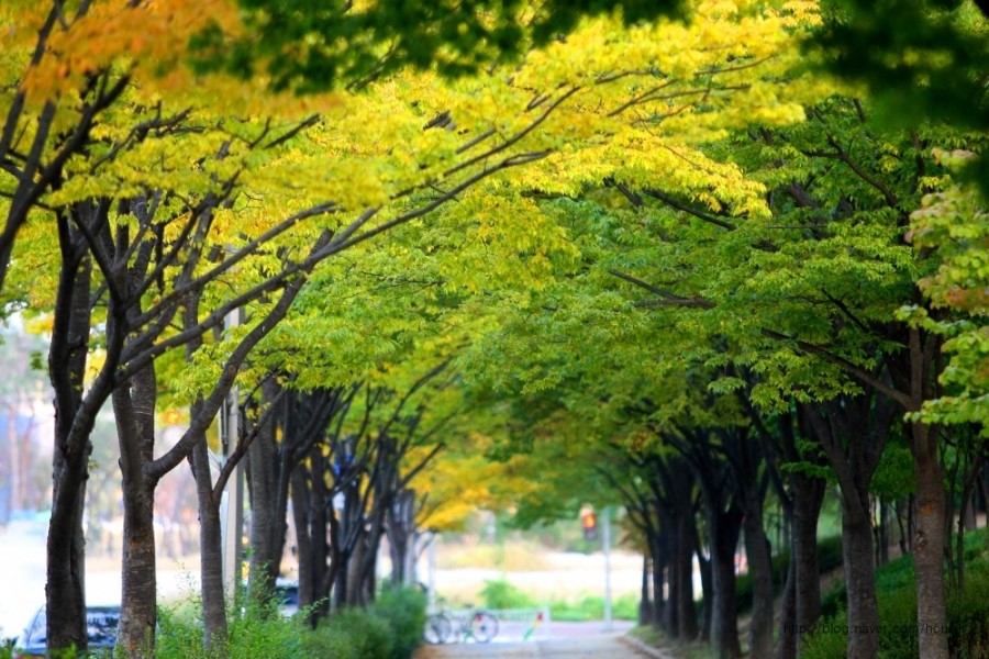 산딸나무열매와 단풍환공포증군집공포증 클릭주의 네이버 블로그