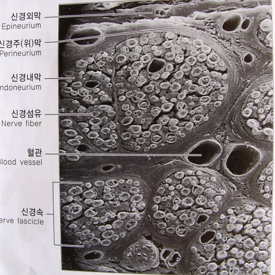 중추신경과 자율신경의 구성과 기능 : 네이버 블로그