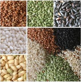 잡곡-잡곡밥&잡곡밥종류 : 네이버 블로그