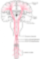 Corticospinal tract, pyramidal tract, upper motor neuron, lower motor ...
