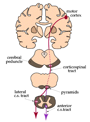 Corticospinal tract, pyramidal tract, upper motor neuron, lower motor ...
