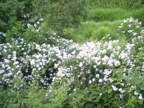 찔레나무효능 찔레나무열매 효능 및 찔레나무 뿌리 효능 네이버 블로그