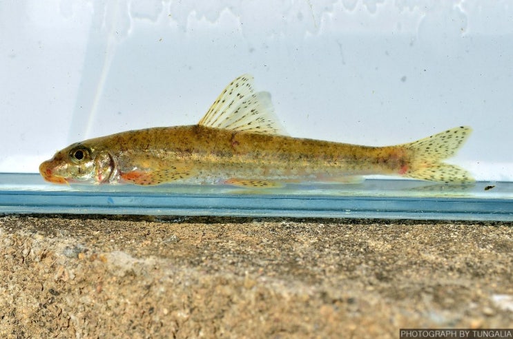 모래주사 Microphysogpbio koreensis Mori, 1935 : 네이버 블로그