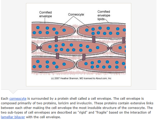 Involucrin 각질세포층 : 네이버 블로그