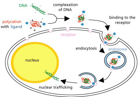 Transformation과 Transfection과 Transduction : 네이버 블로그